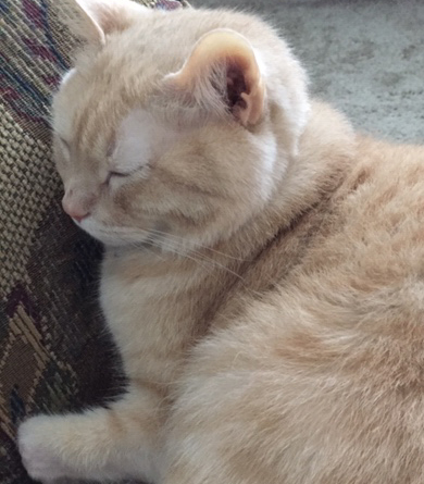 JustAnswer Reviews - 1,856 Reviews of Justanswer.com | Sitejabber