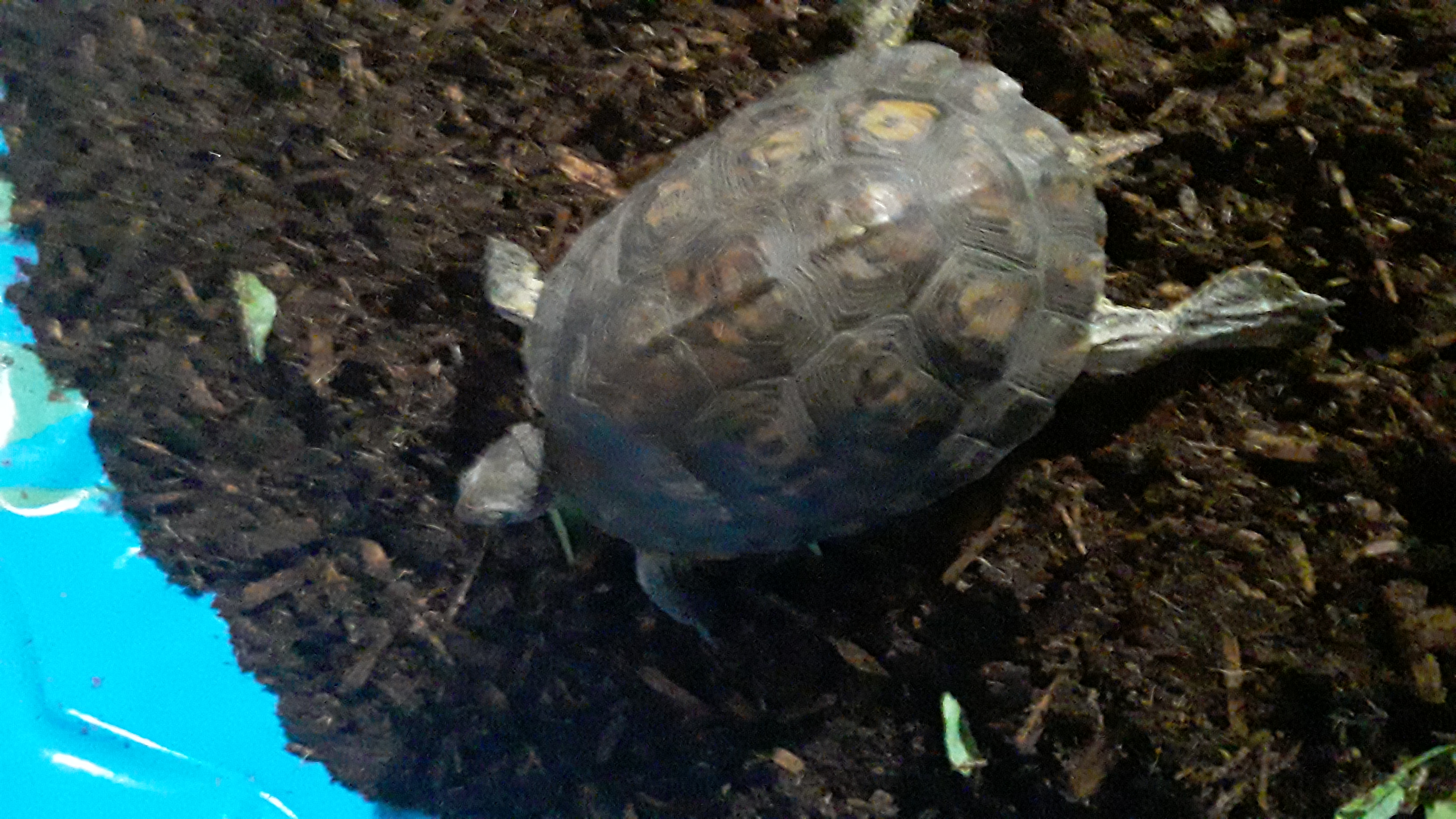 UndergroundReptiles Reviews - 27 Reviews of Undergroundreptiles.com ...